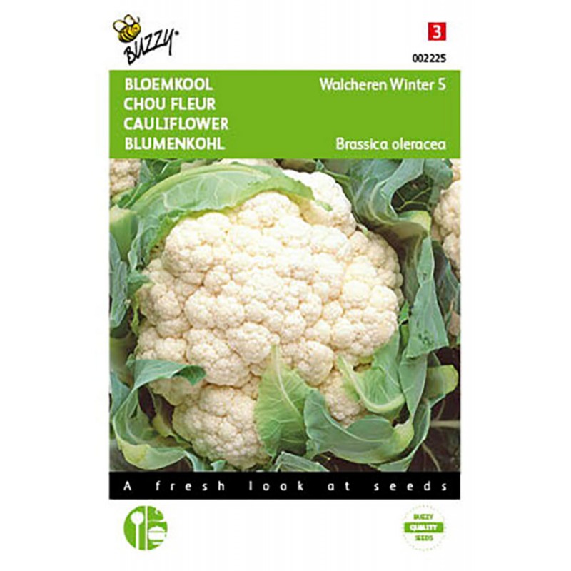 Walcheren Winter 5 cauliflower seeds - Cauliflower • Tuinzaden.eu