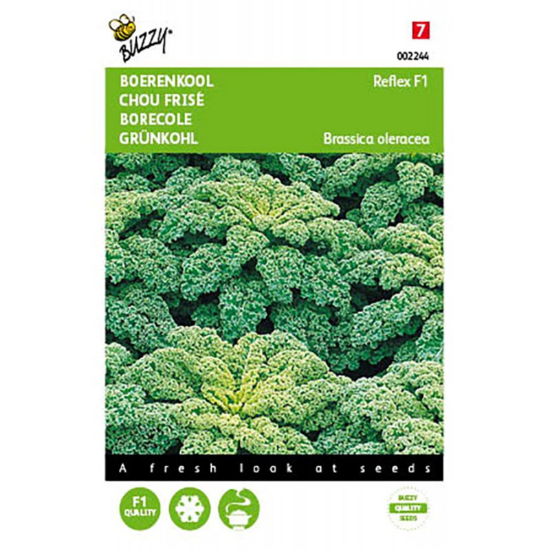 Winterbor / Reflex Borecole Kale seeds - Curley Seeds • Tuinzaden.eu