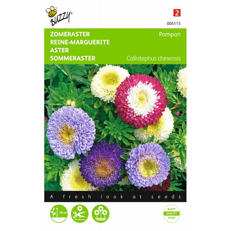 Pompon Aster seeds - Callistephus Seeds • Tuinzaden.eu