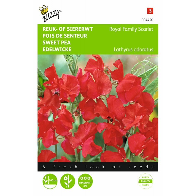 Bijou Dwarf Sweet pea Lathyrus seeds - Peas Seeds • Tuinzaden.eu