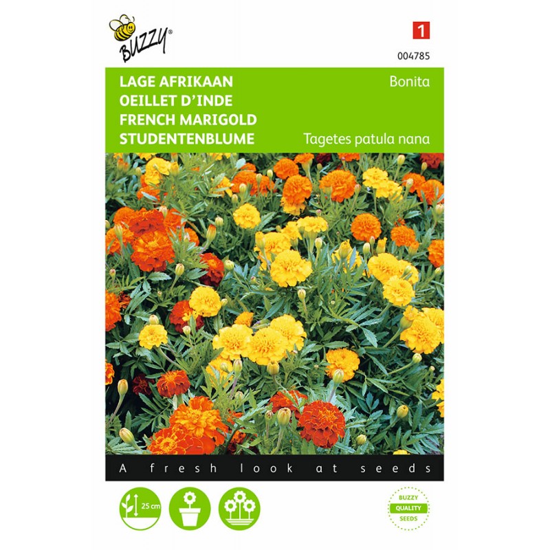 Marietta African Marigold - Tagetes seeds - Seeds • Tuinzaden.eu