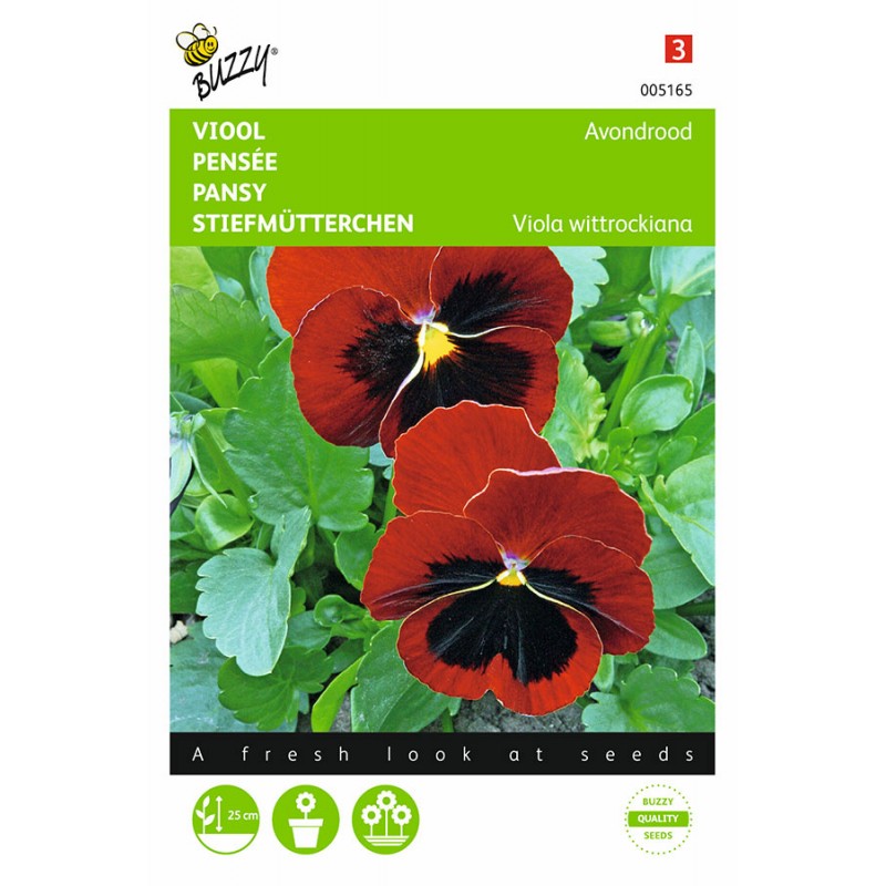 Scarlet red blotch - Pansy seeds - Pancy Viola Seeds • Tuinzaden.eu
