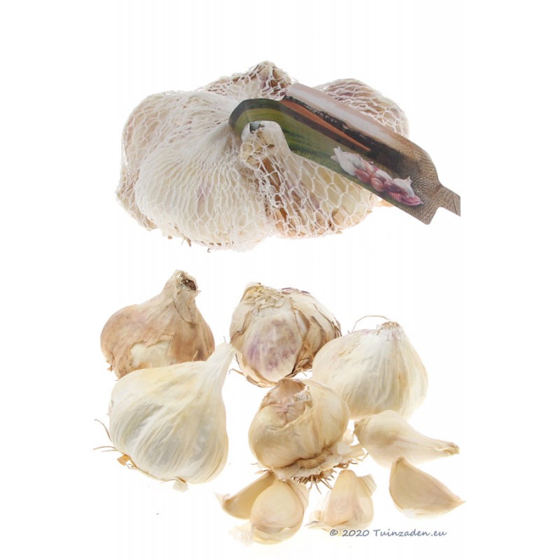 Garlic sets - Shallots onions sets garlic Other • Tuinzaden.eu