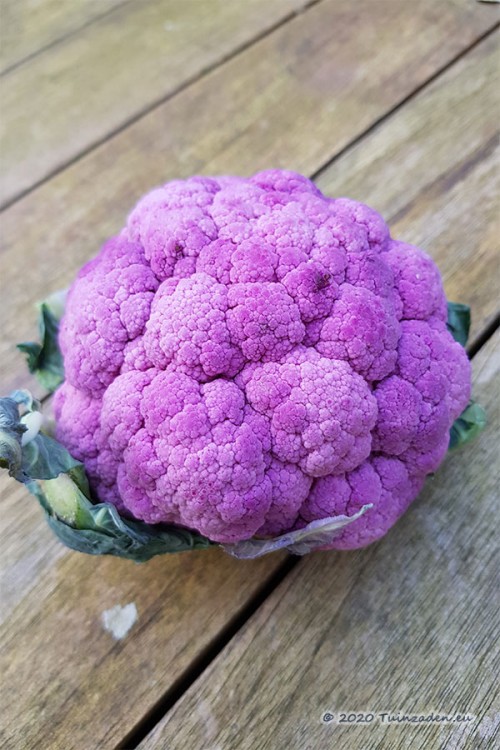 Di Sicilia Violetto - Purple Cauliflower - • Tuinzaden.eu