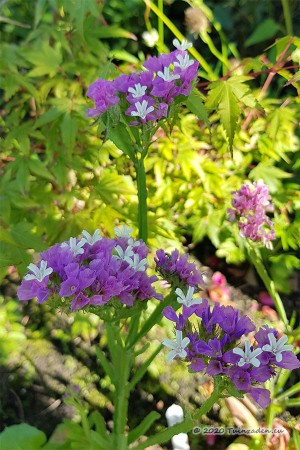 Pacific Statice - Sea lavender seeds - Lavender Limonium • Tuinzaden.eu