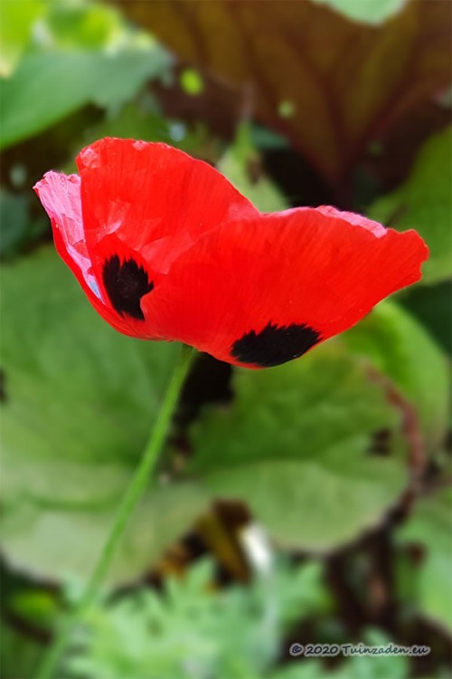 Lady Bird - Papaver communatum seeds - Poppy Seeds • Tuinzaden.eu