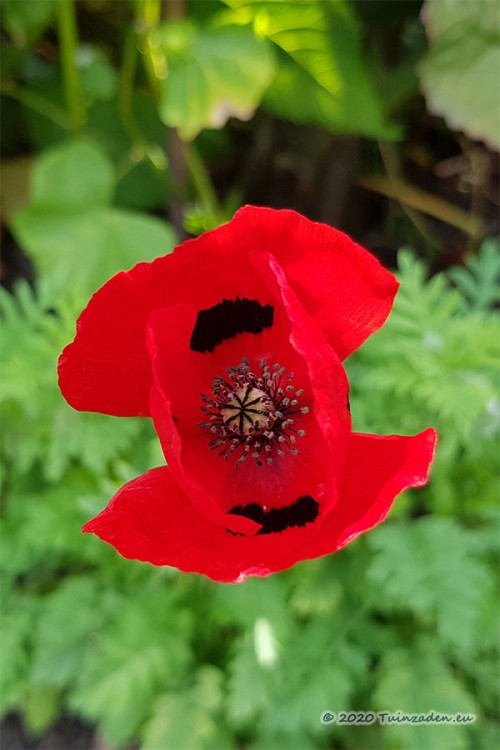 Lady Bird - Papaver communatum seeds - Poppy Seeds • Tuinzaden.eu