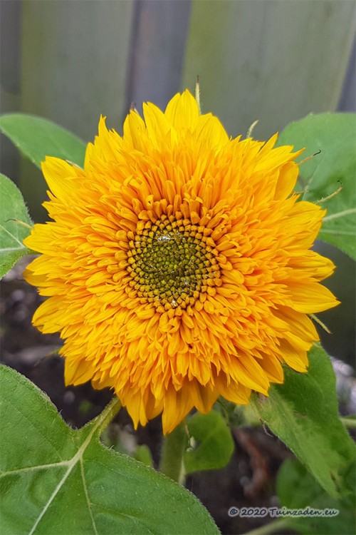 Sungold Sunflower Helianthus seeds - Seeds • Tuinzaden.eu