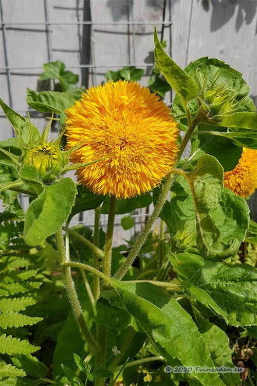 Sungold Sunflower Helianthus seeds - Seeds • Tuinzaden.eu
