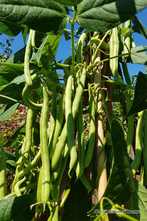 Isabel Climbing Pole Bean seeds - Common french bean • Tuinzaden.eu