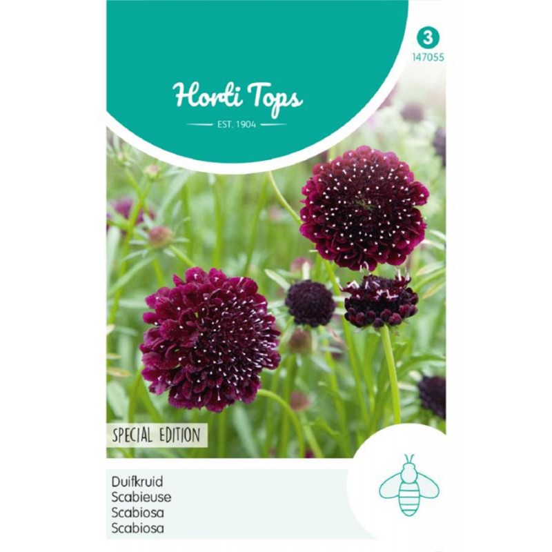 Deeppurple Scabiosa - Scabiosa seeds - Scabious Seeds • Tuinzaden.eu