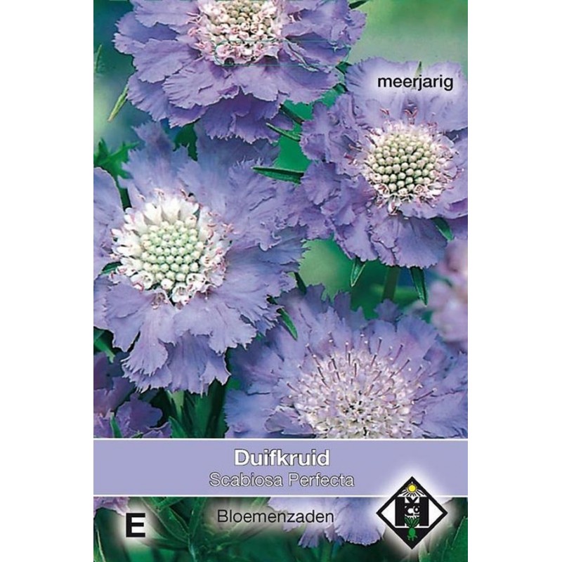Blue Perfection - Scabiosa seeds - Scabious • Tuinzaden.eu
