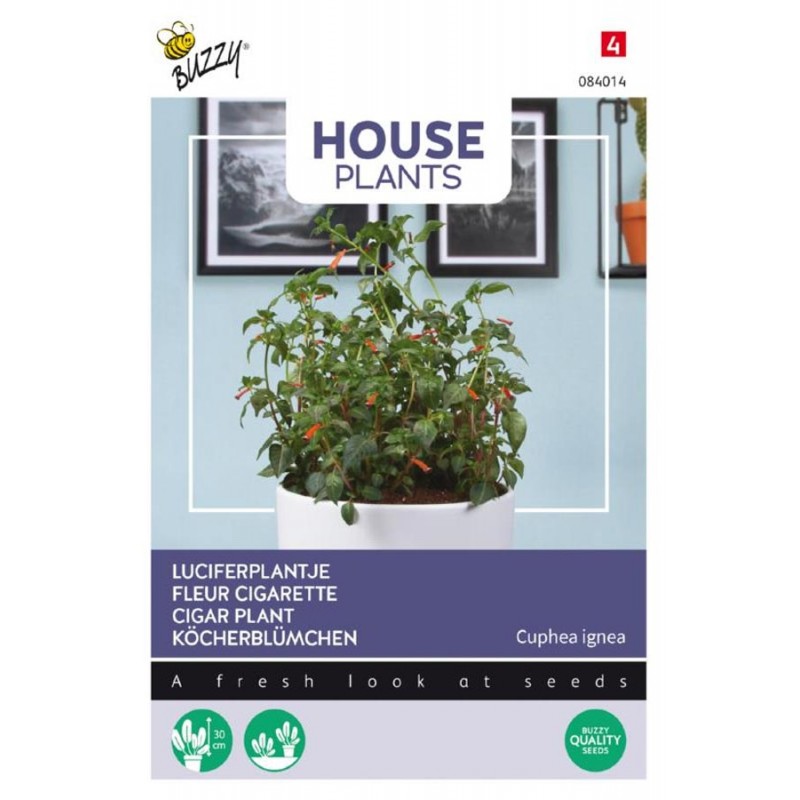 Cigar Flower Cuphea seeds - Houseplants Seeds • Tuinzaden.eu